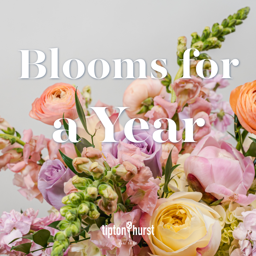 Blooms For A Year – Tipton & Hurst